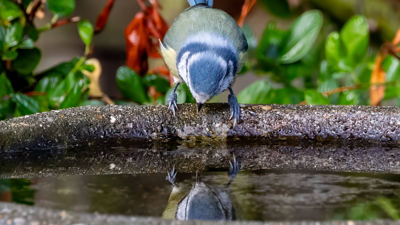 5 Rustic Bird Bath Ideas for Your Backyard