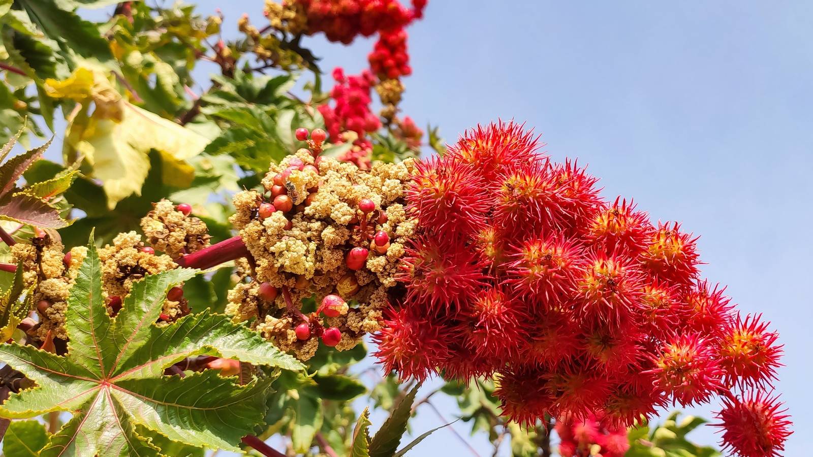The Green Reapers: Meet 6 of the World’s Deadliest Plants
