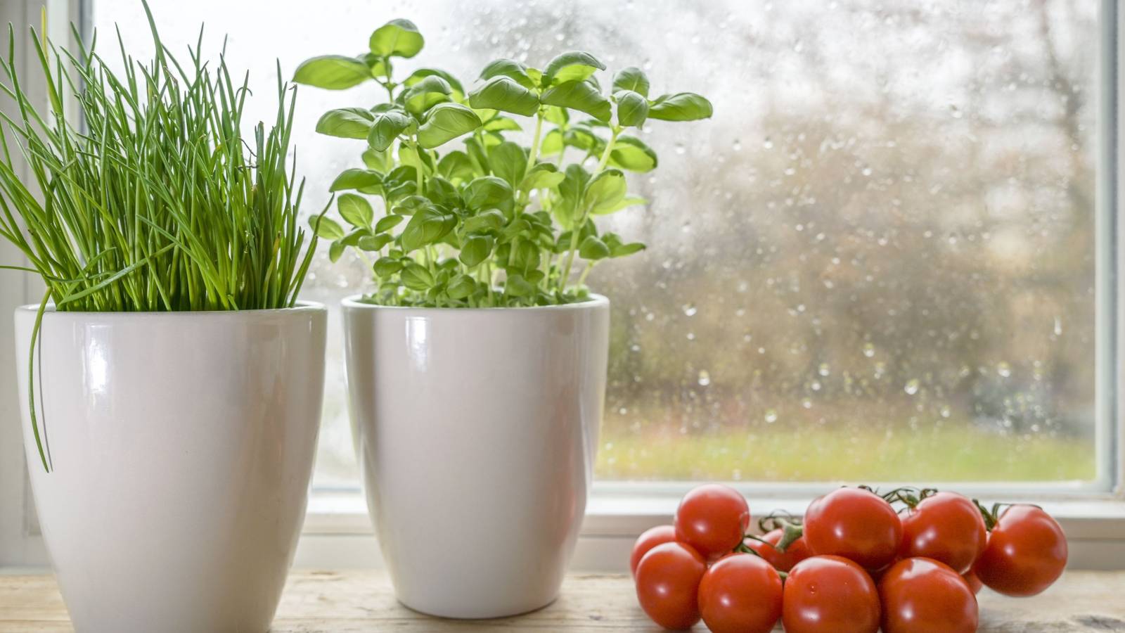 Container Gardening: 5 Plants With Shallow Roots Perfect For Small Pots