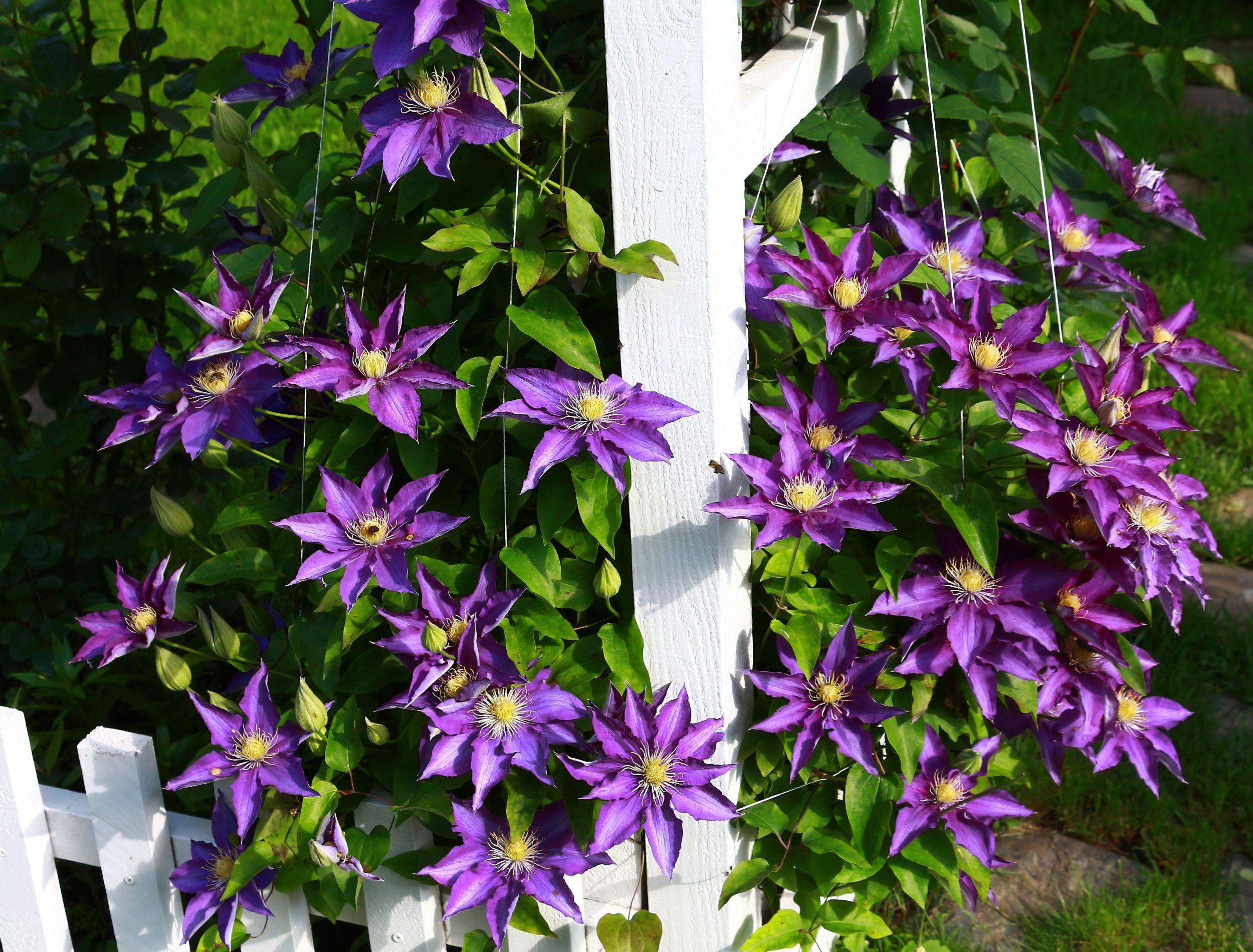 Root Zone: How Far Do Plant and Tree Roots Spread and Why?