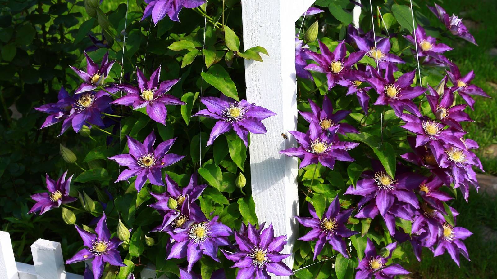 Transform Garden Pillars with Flowering Vines: A Quick Guide