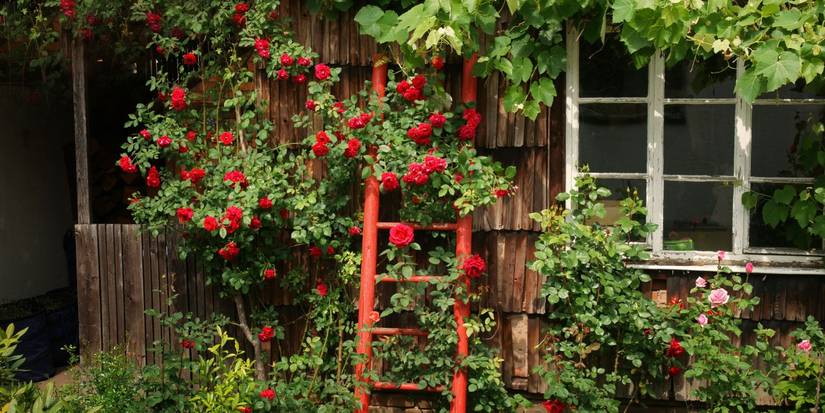 7 Creative Ladder Landscaping Ideas for Small Outdoor Spaces