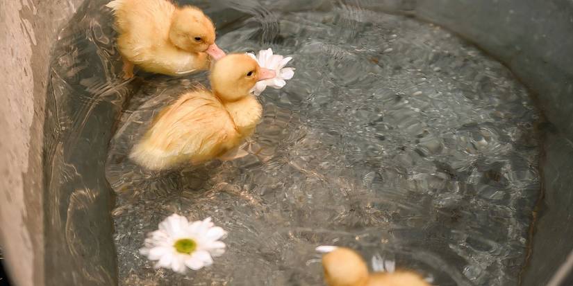 5 Rustic Bird Bath Ideas for Your Backyard
