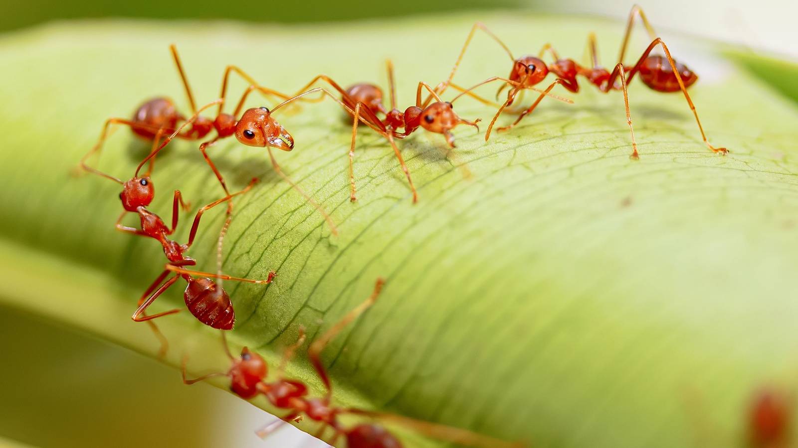 Frankenstein Fire Ants: A New Garden Pest to Watch Out For