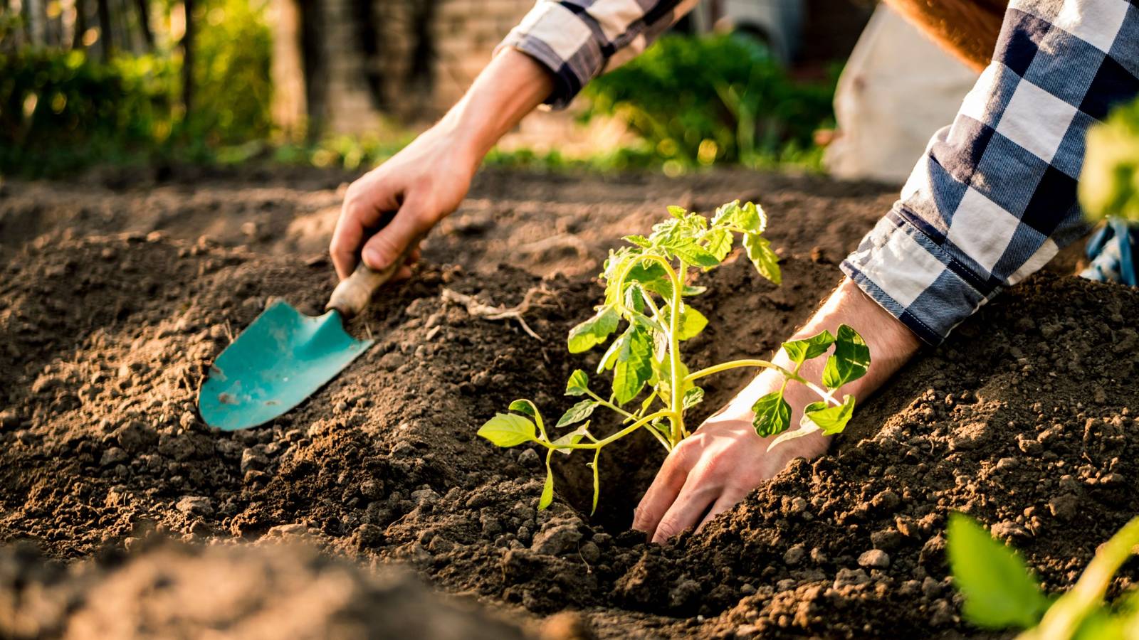 Easy Gardening Hacks for Healthier Plants and Less Work