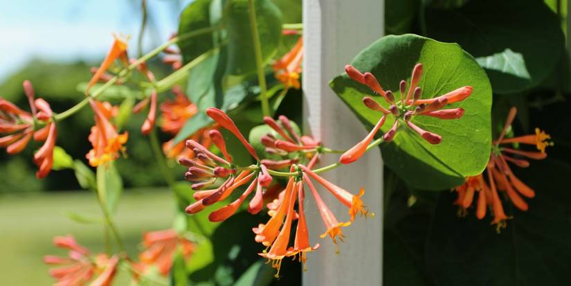 Transform Garden Pillars with Flowering Vines: A Quick Guide
