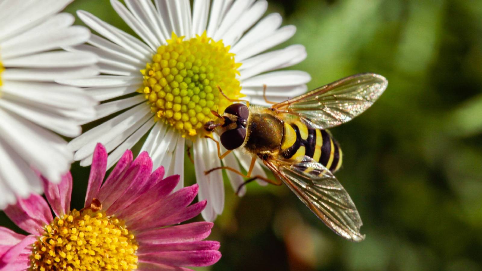 Why Hoverflies Are the Overlooked Heroes of Your Backyard