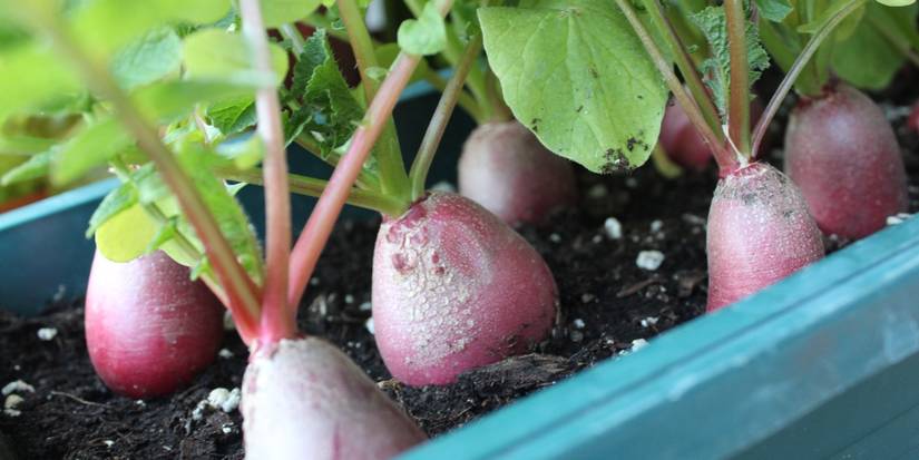 Container Gardening: 5 Plants With Shallow Roots Perfect For Small Pots