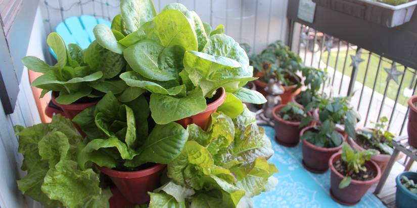 5 of the Best Plants for Balcony Gardens