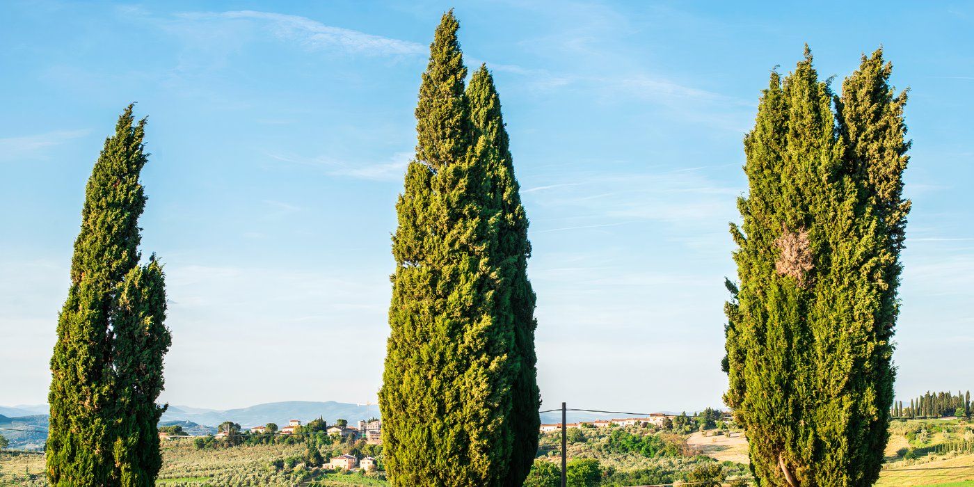 Tuscan Garden Plants And Trees
