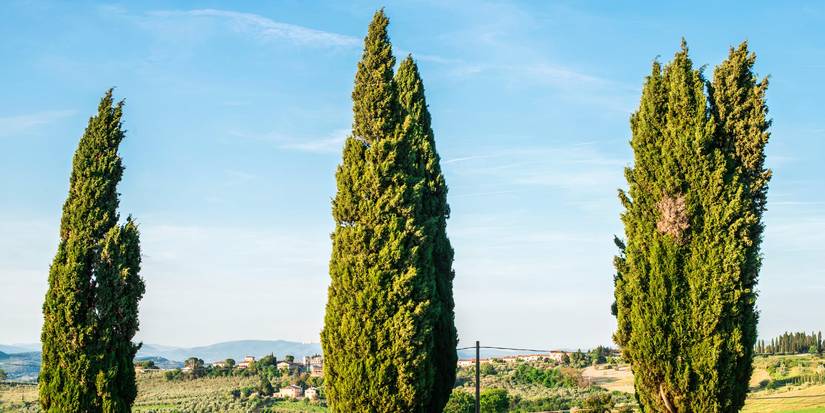5 Essential Plants to Use for a Timeless Tuscan Garden