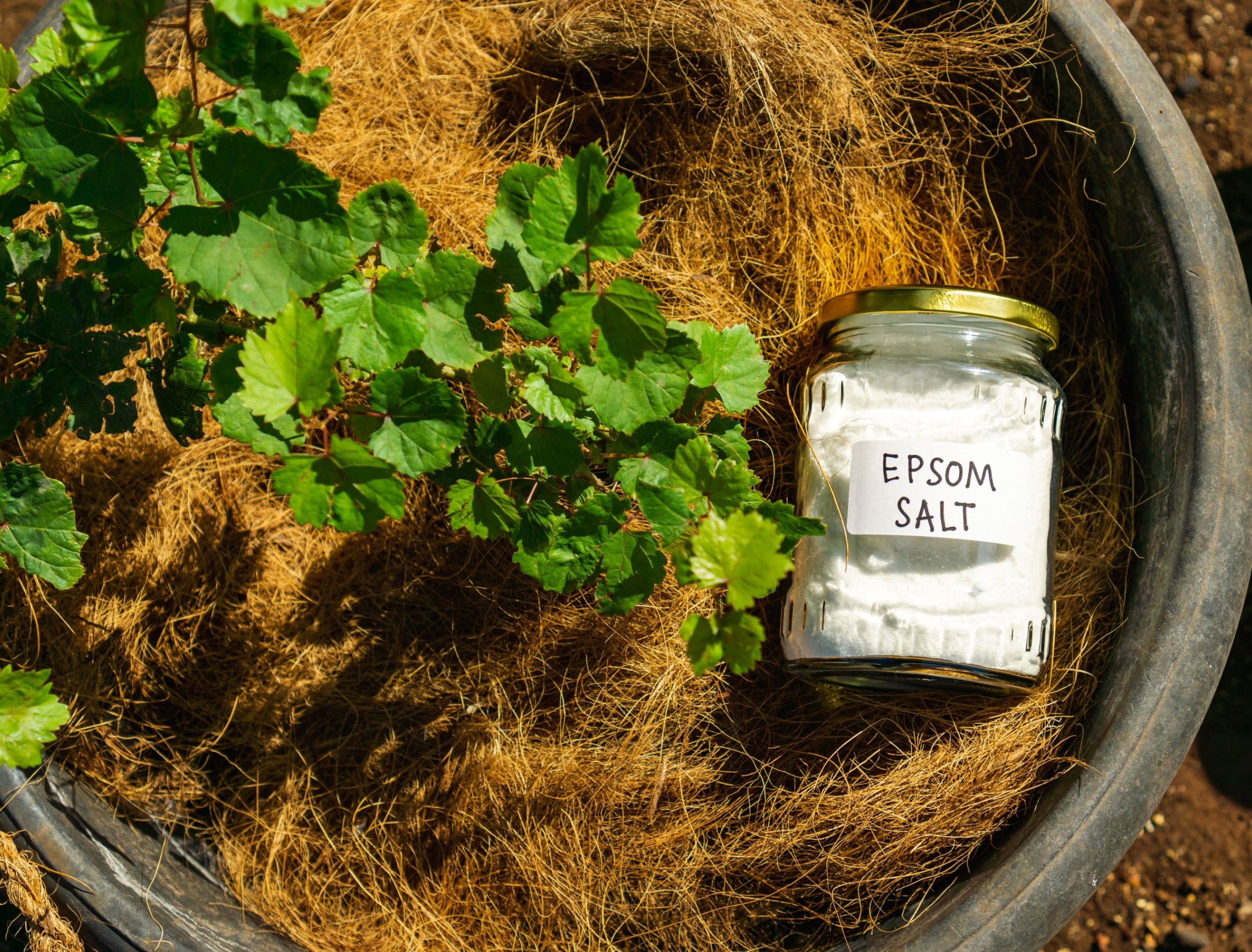 What Are Tree Helicopters? Why Seeds Are Spinning Through the Air