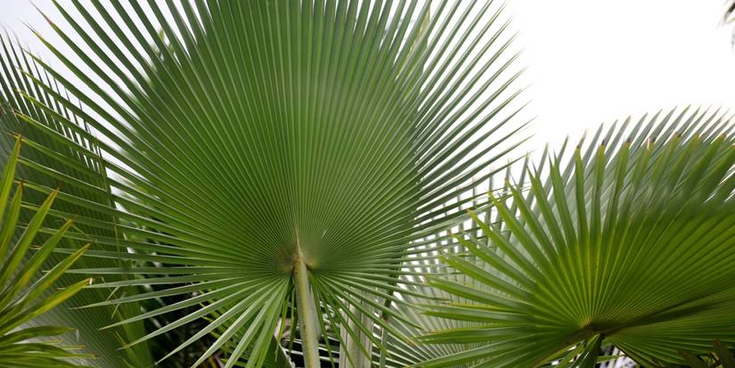 Why the Talipot Palm’s Bloom Is Nature’s Most Stunning Event