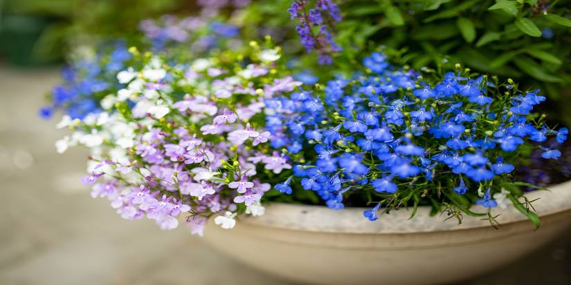 Reasons Lobelia Will Instantly Elevate Your Landscaping