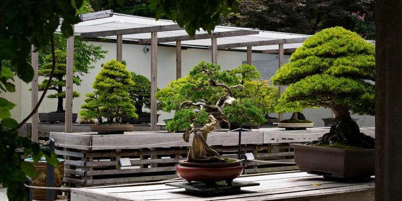 Discover 5 Breathtaking Free Botanical Gardens Across the US