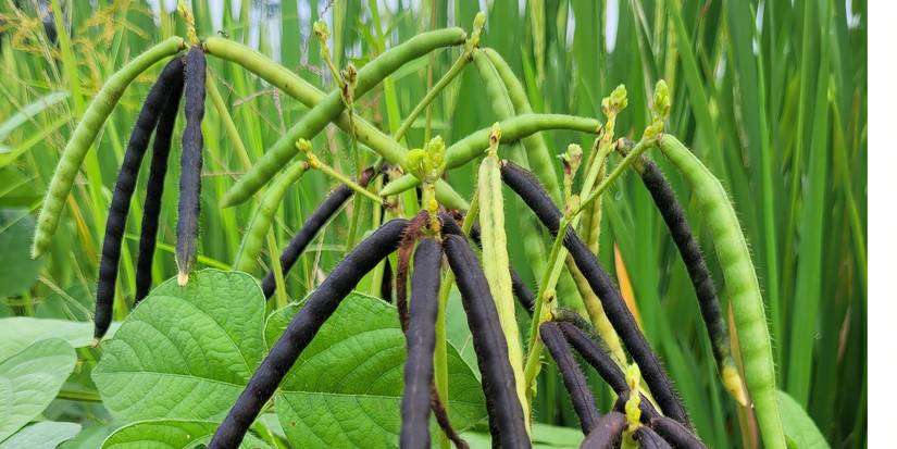 5 Reasons to Start Growing Nutritious Mung Beans in Your Garden