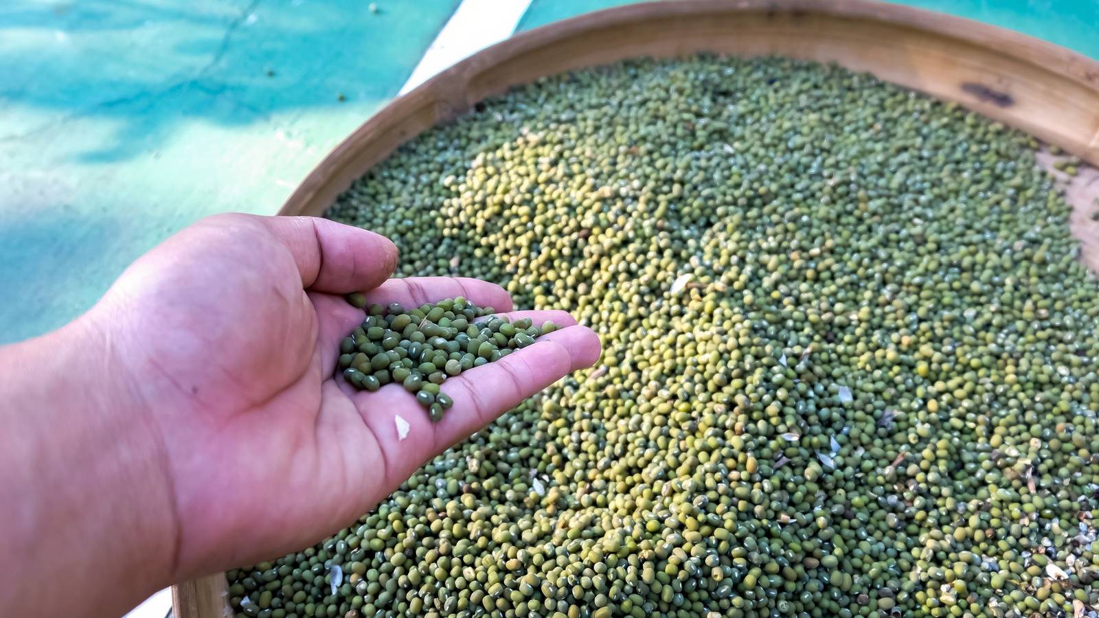 5 Reasons to Start Growing Nutritious Mung Beans in Your Garden