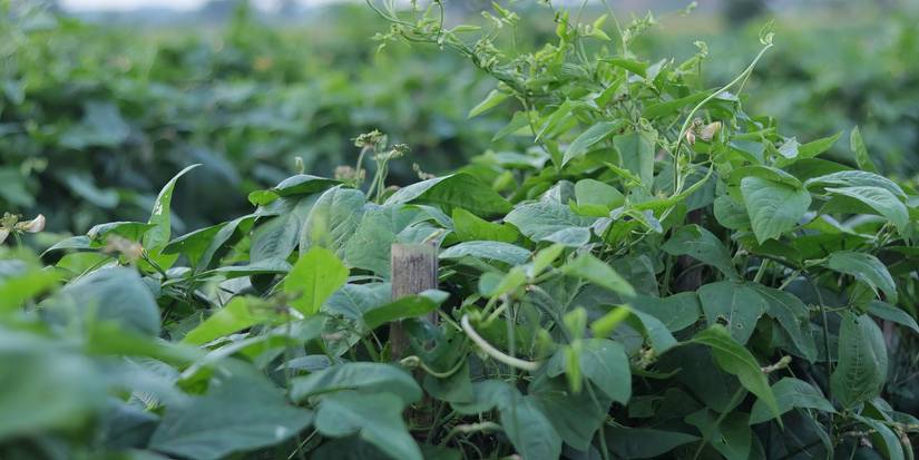 Climbing to New Heights: The Truth About Beanstalk Growth