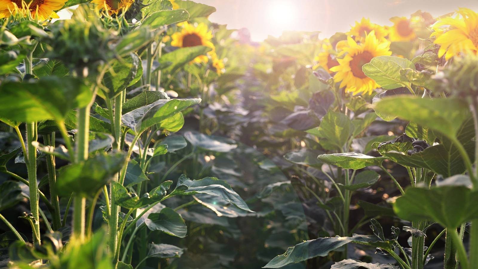 Sunflowers: The Bright Alternative to the Classic Corn Maze