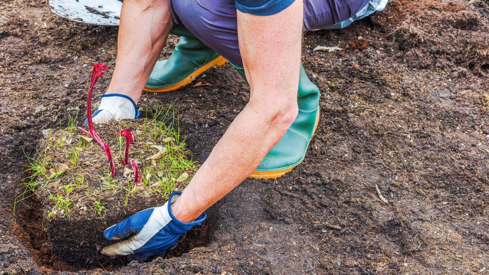 Long Term Gardening: Plants Worth the Wait for Backyard Beauty