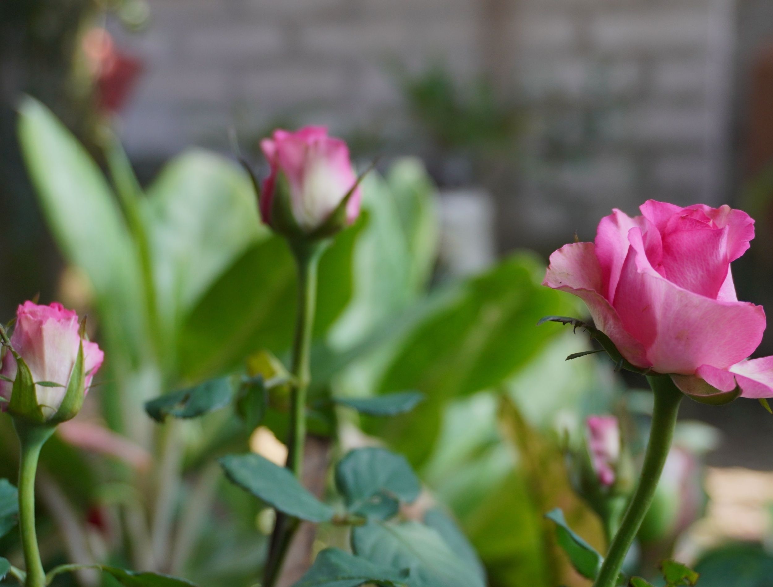 The Real Reasons Your Roses Aren’t Flowering