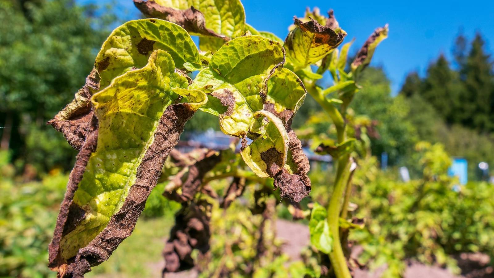 Boost Plant Health Naturally: The Role of Calcium in Garden Soil