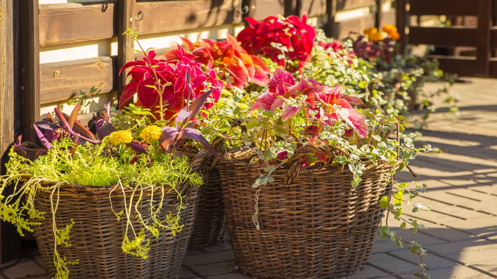 6 Fun Potted Plant Ideas for Your Container Garden