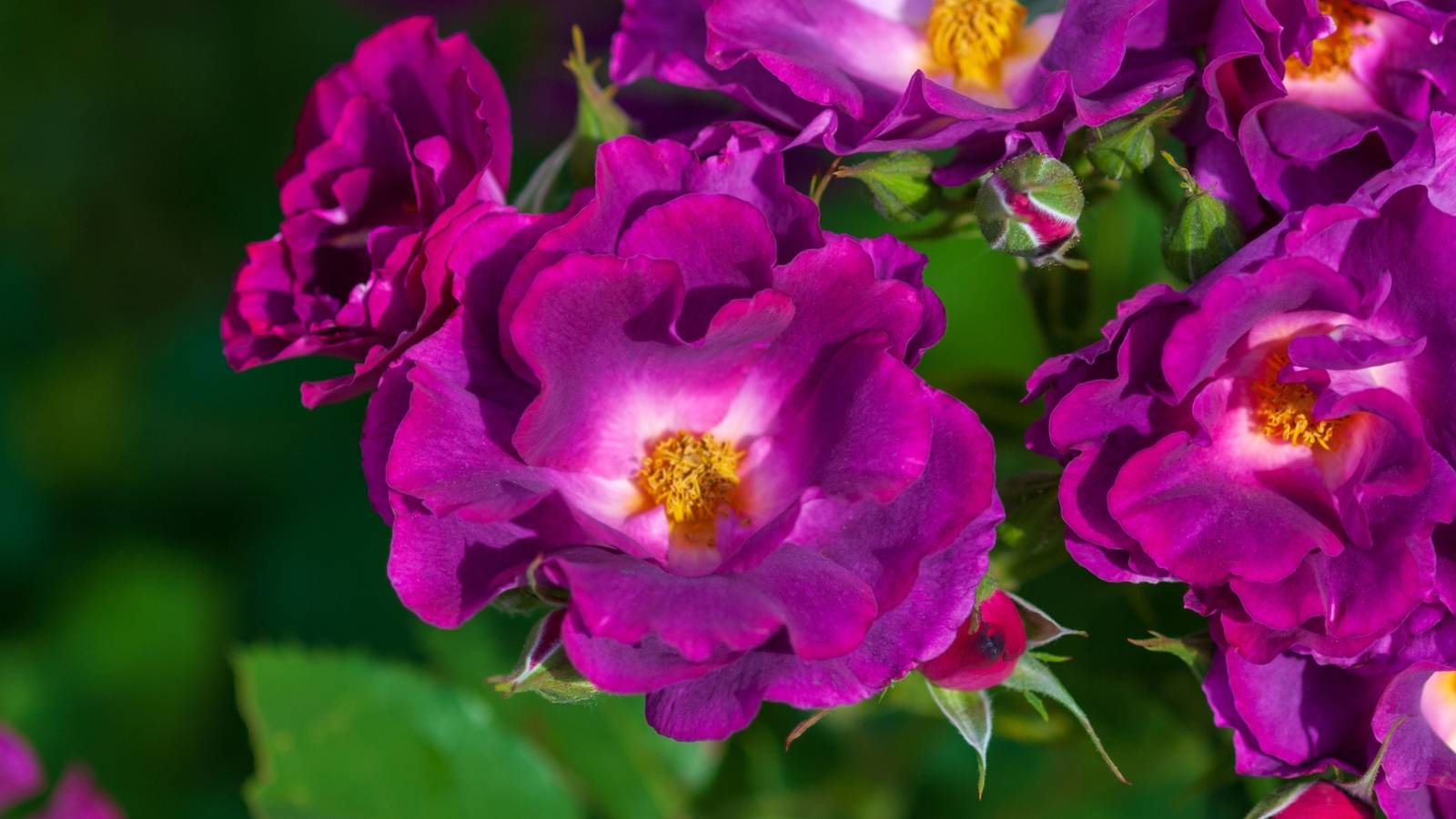 Grow Purple Roses to Bring Regal Beauty to Your Garden