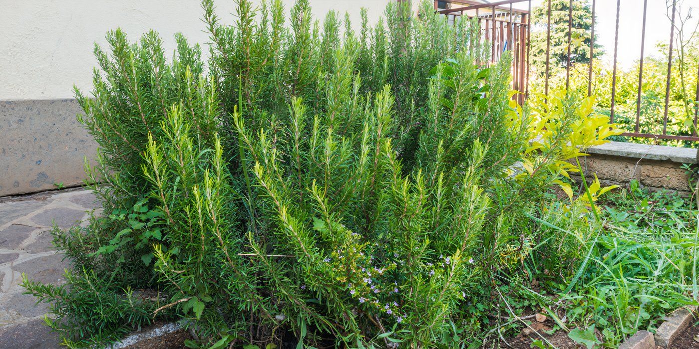 Tuscan Garden Plants And Trees
