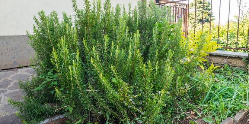 How Garden Herbs Turn Fluffy Pancakes Into a Brunch-Worthy Stack