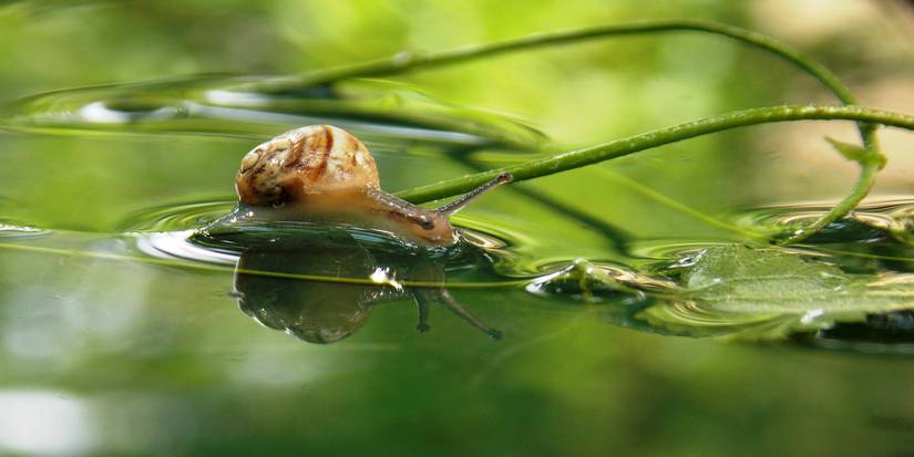 Turn Your Pond Into a Thriving Habitat With Aquatic Animals