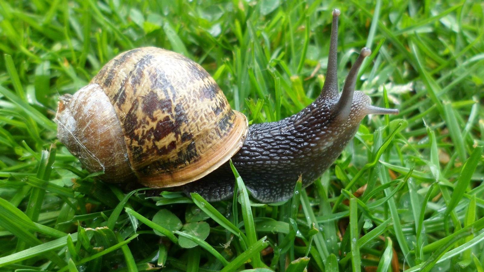 Why You Should Welcome a Garden Snail Into Your Backyard