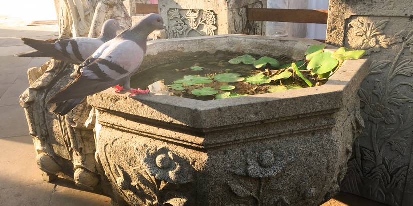 5 Rustic Bird Bath Ideas for Your Backyard