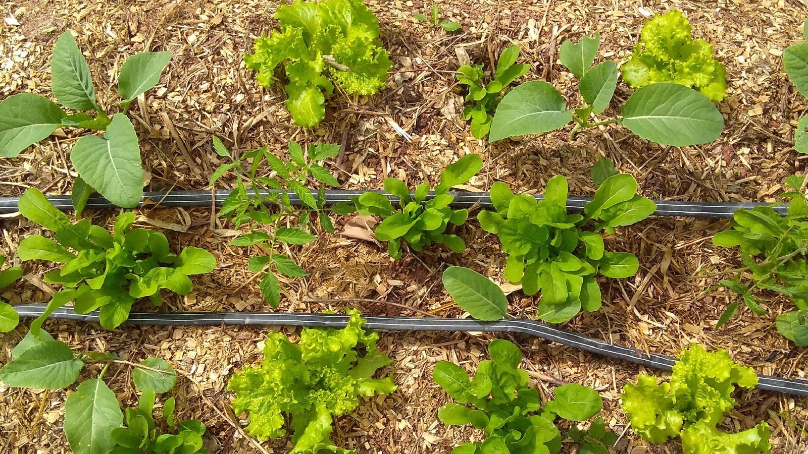 Succession Planting Tips to Extend Your Garden’s Growing Season