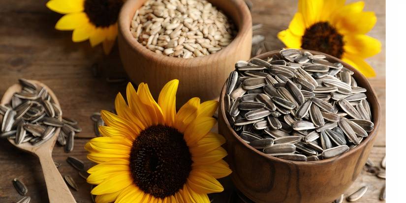 How to Grow, Harvest, and Enjoy Sunflower Seeds from Your Garden