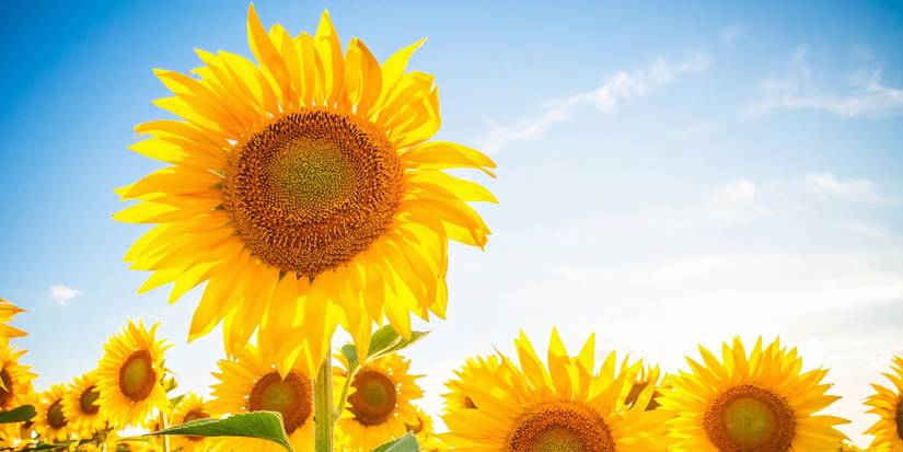 5 Plants That Naturally Repair Garden Soil Problems