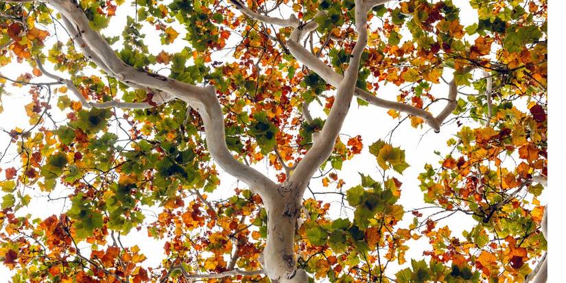 8 Stunning Trees That Shine in September: The Ultimate Fall Landscape