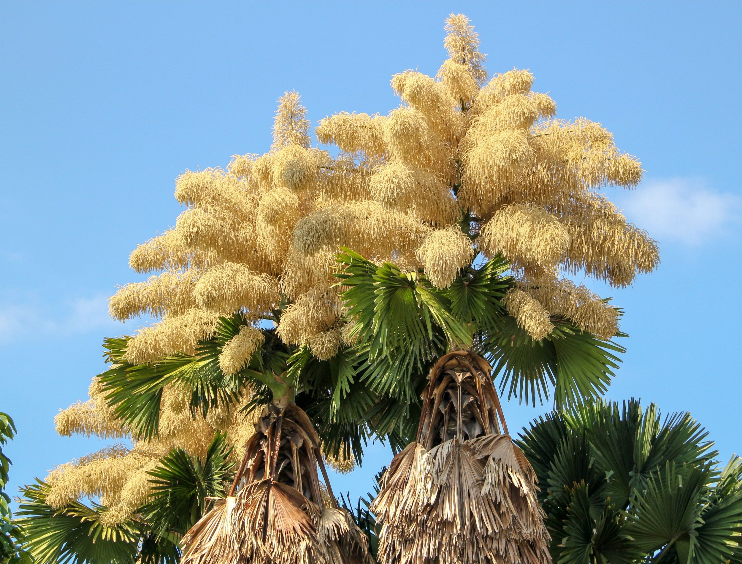 Why the Talipot Palm’s Bloom Is Nature’s Most Stunning Event