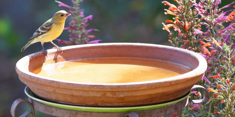 5 Rustic Bird Bath Ideas for Your Backyard