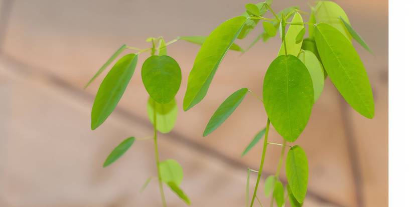 Quirky Houseplants That Spark Conversations