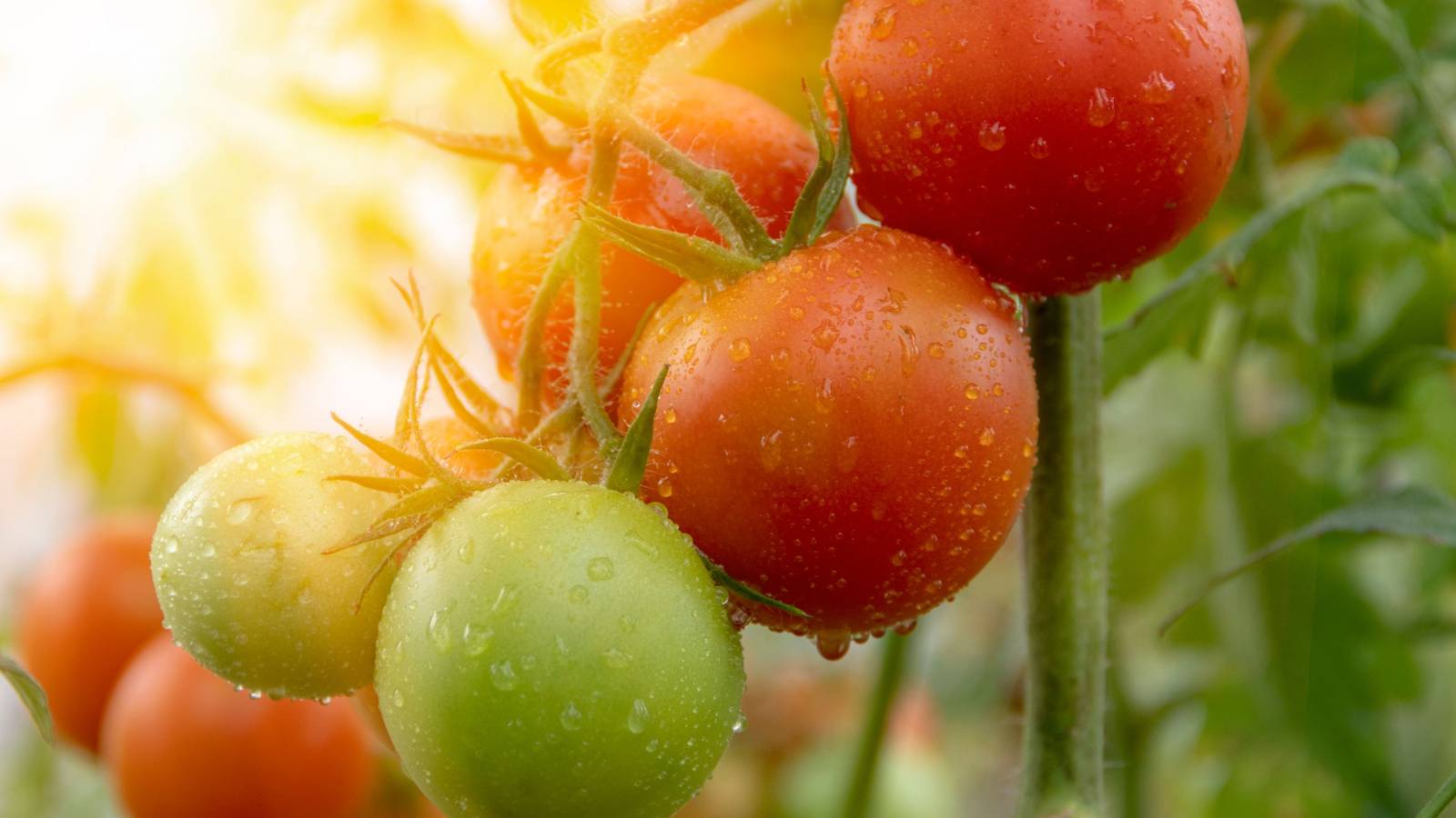 5 of the Best Vegetables to Grow in Full Sunlight