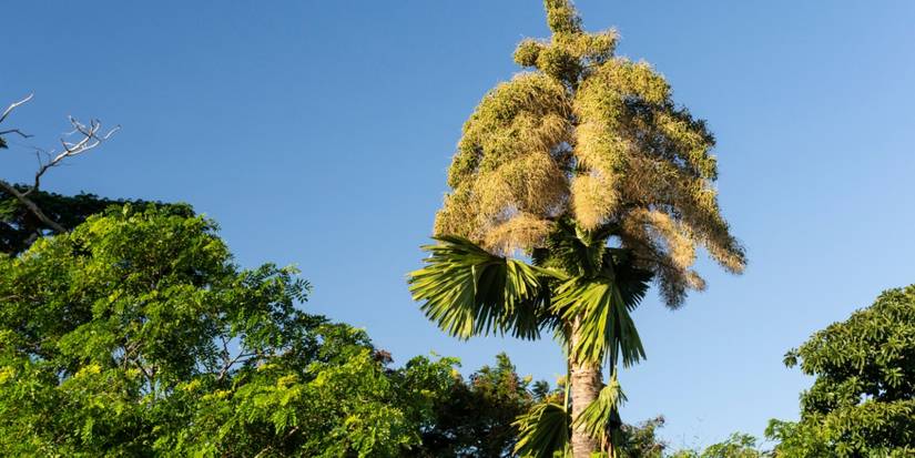 Why the Talipot Palm’s Bloom Is Nature’s Most Stunning Event