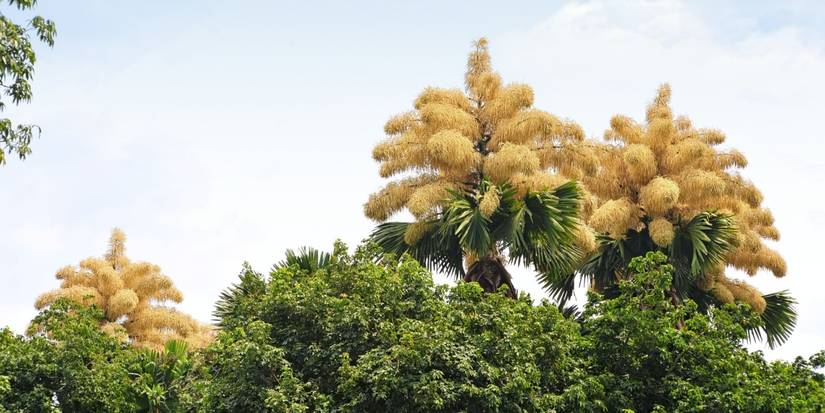 Why the Talipot Palm’s Bloom Is Nature’s Most Stunning Event