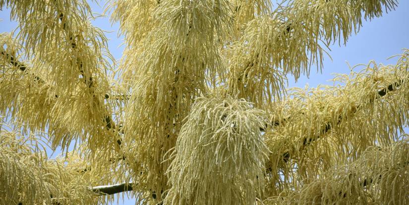 Why the Talipot Palm’s Bloom Is Nature’s Most Stunning Event