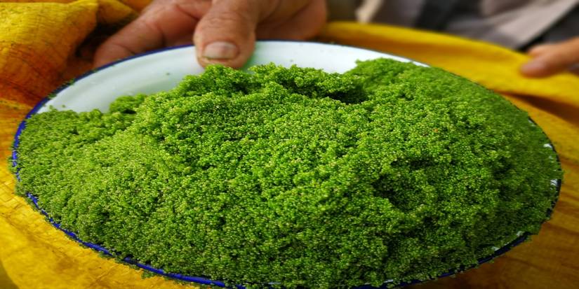 The Smallest Flower: Exploring Wolffia Globosa