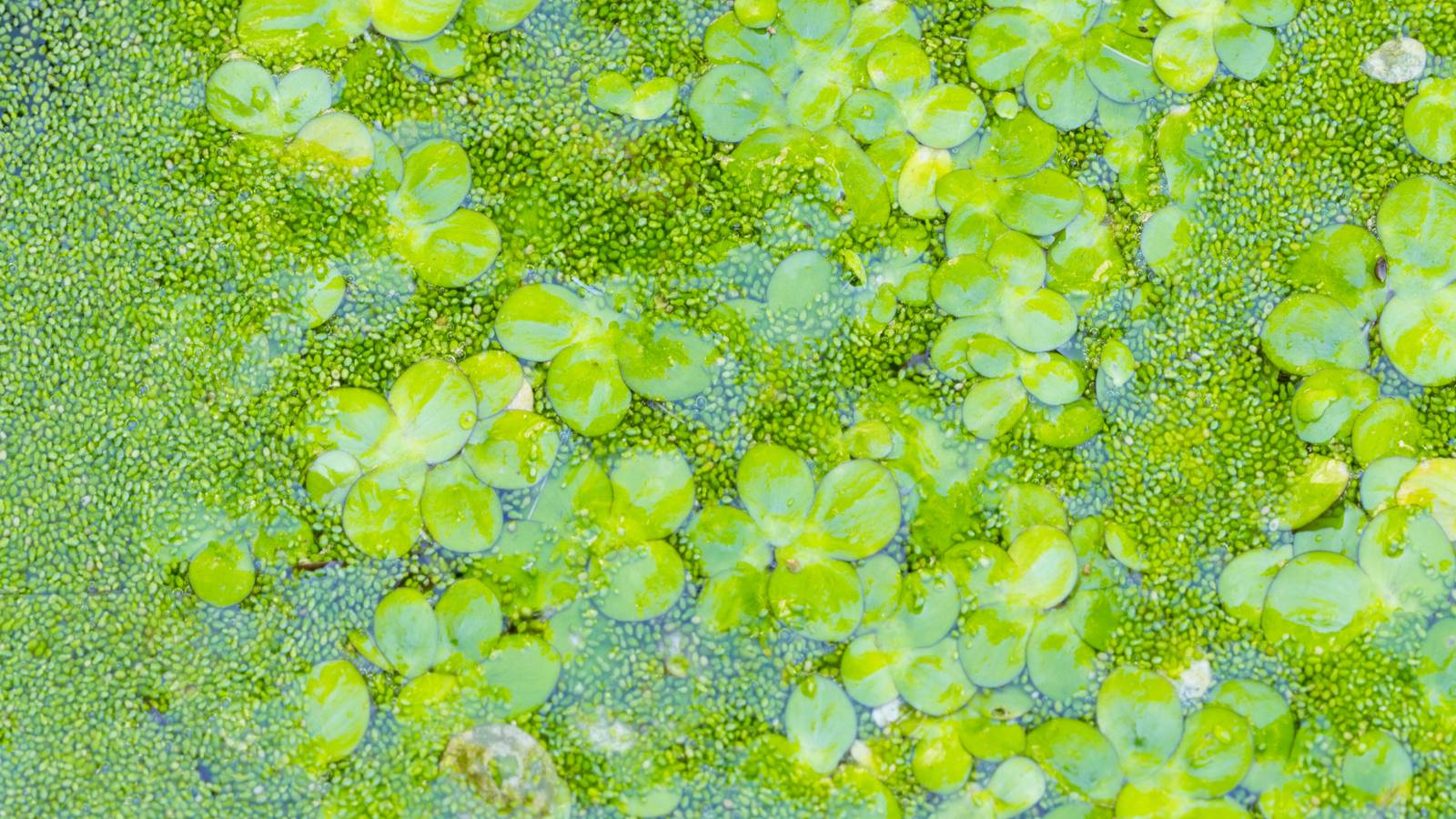 The Smallest Flower: Exploring Wolffia Globosa