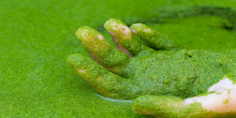 The Smallest Flower: Exploring Wolffia Globosa
