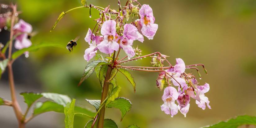 Purple Jewelweed: Invasive Beauty and Ecological Impact