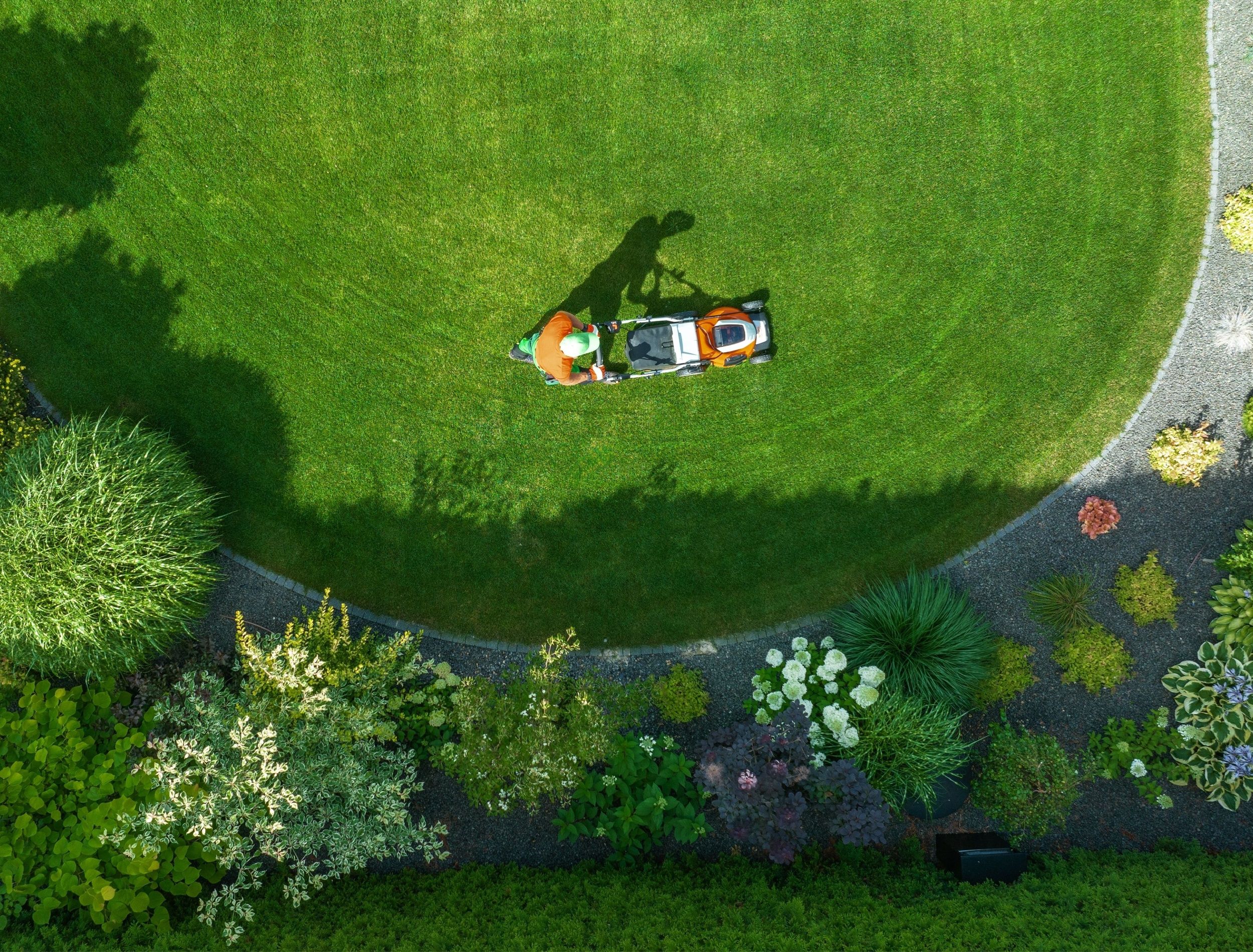 Tree Moss: How to Handle It and What It Means for Your Trees