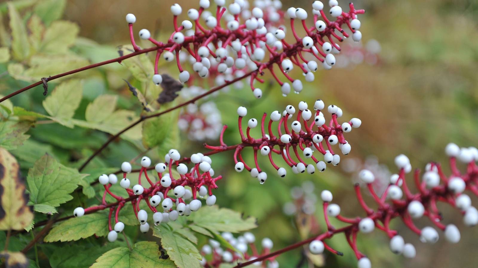 5 Strange Flowers That Might Haunt Your Garden Dreams